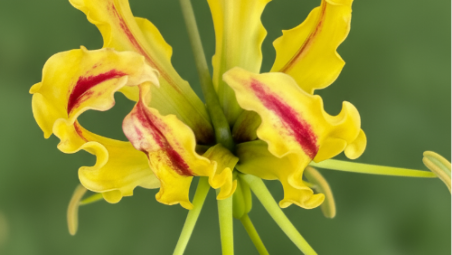 From Exilior to Fire Lily: Our Next Chapter in Coffee – Fire Lily Coffee